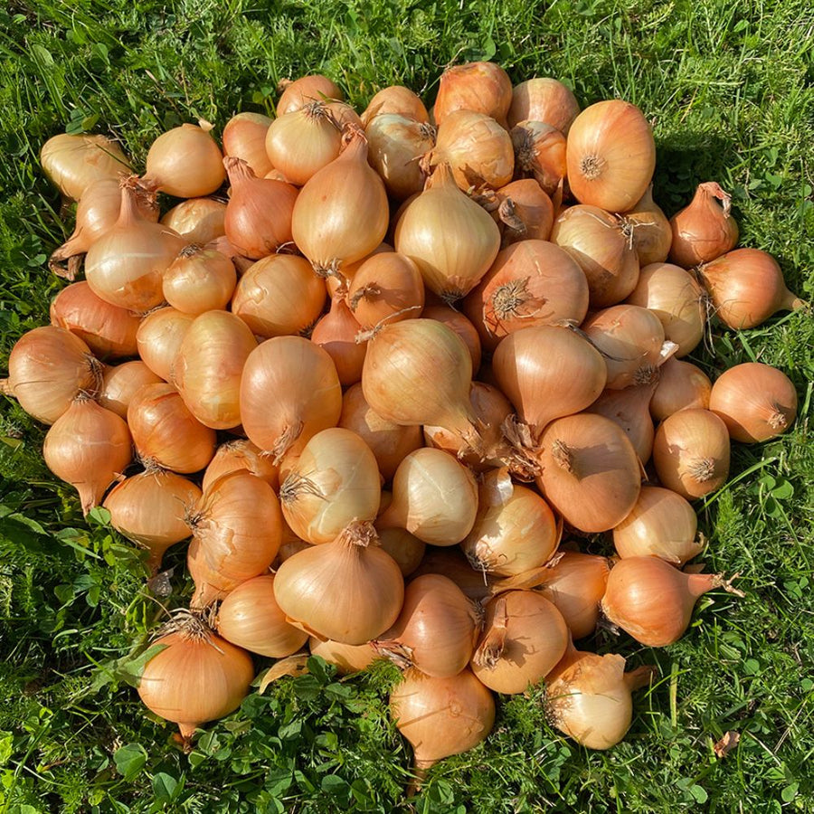 Pickling Onions – Parrish Farms